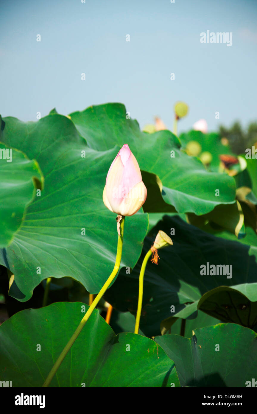 Eco bud hi-res stock photography and images - Alamy