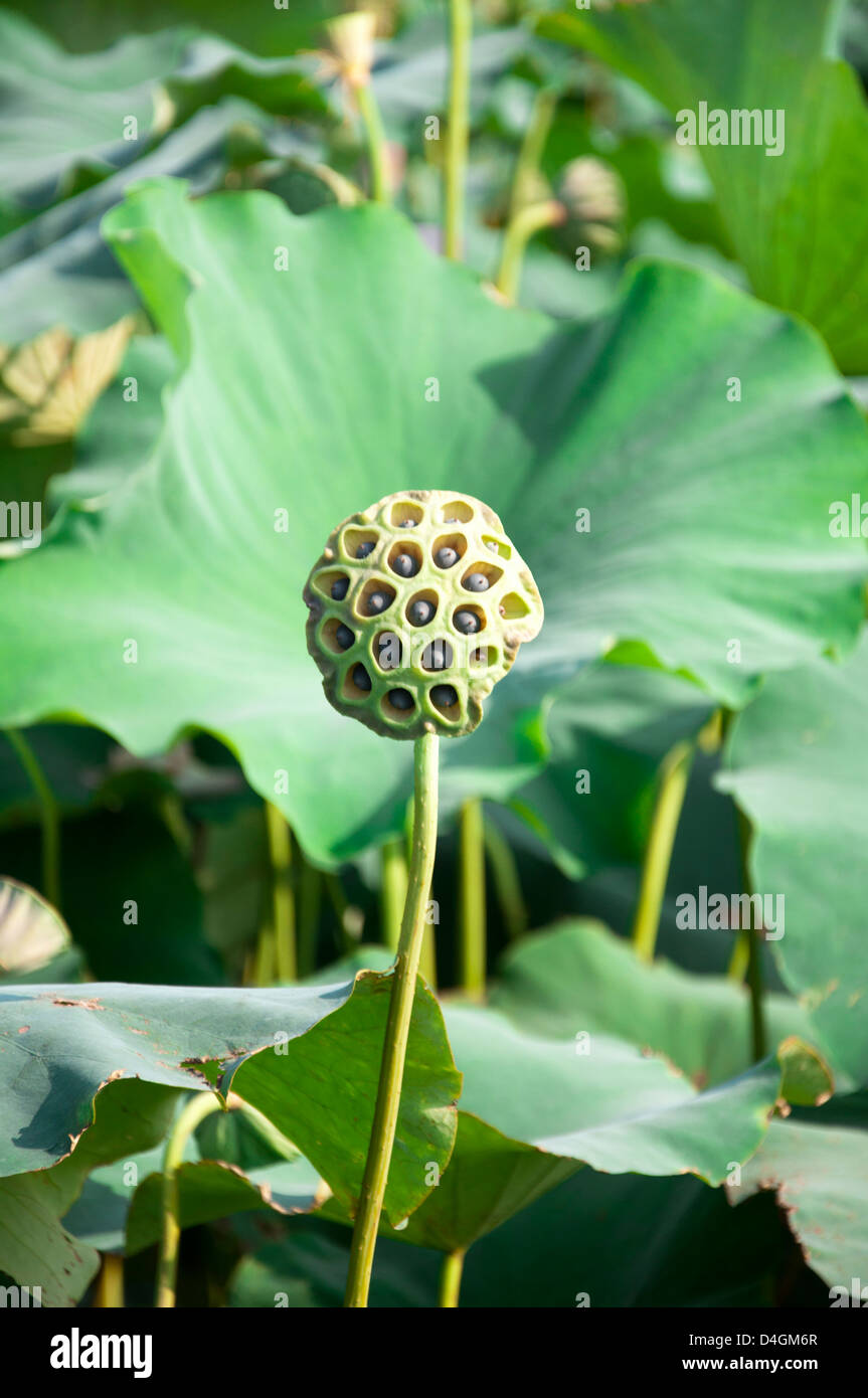 Fruit of lotus flower hi-res stock photography and images - Alamy