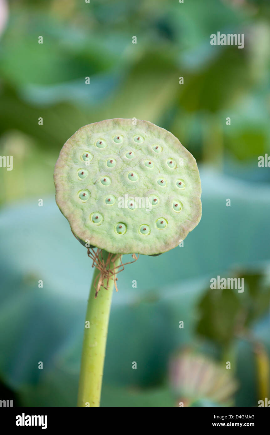 Fruit of lotus flower hi-res stock photography and images - Alamy