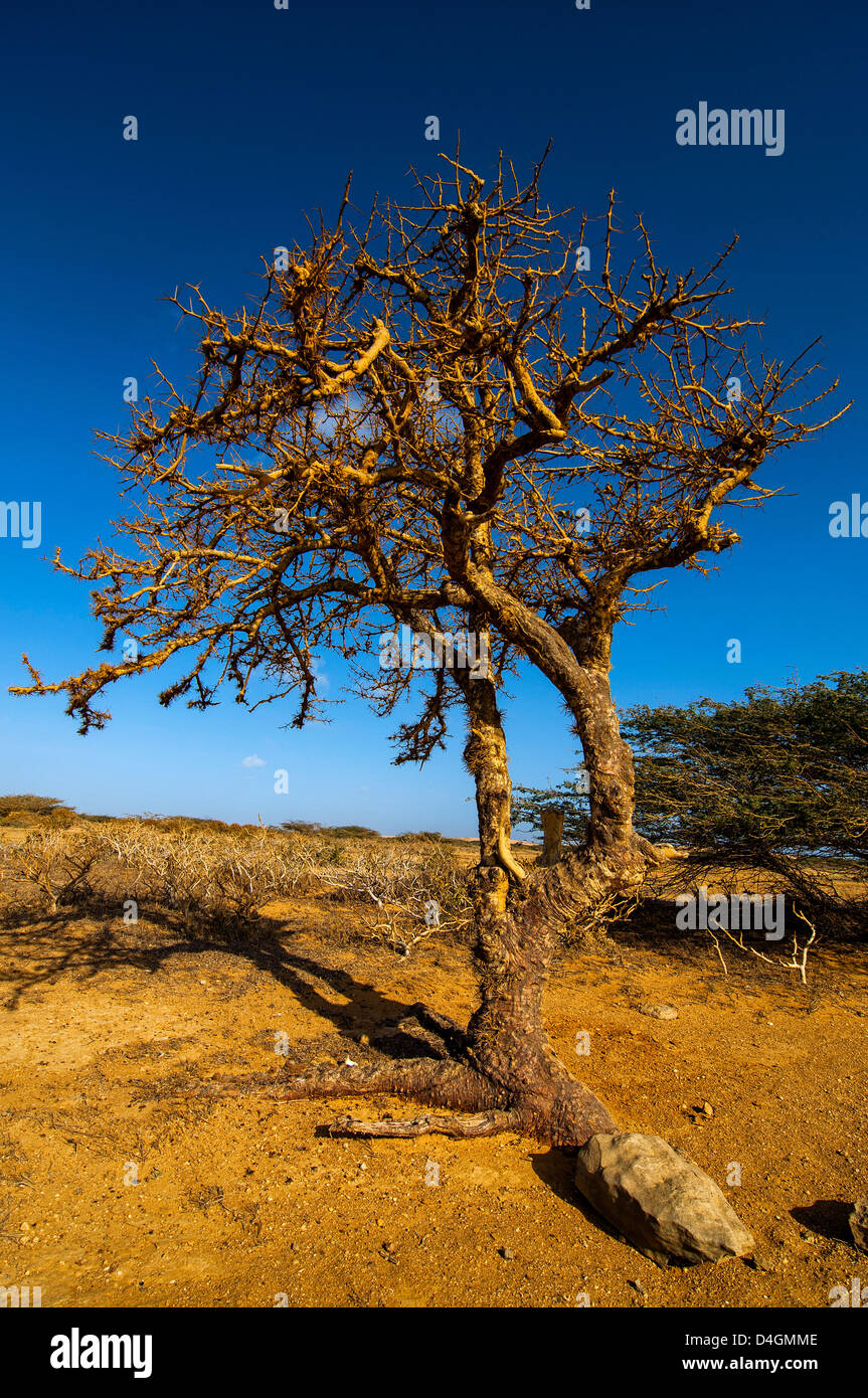 A leafless twisted tree in a barren landscape Stock Photo - Alamy