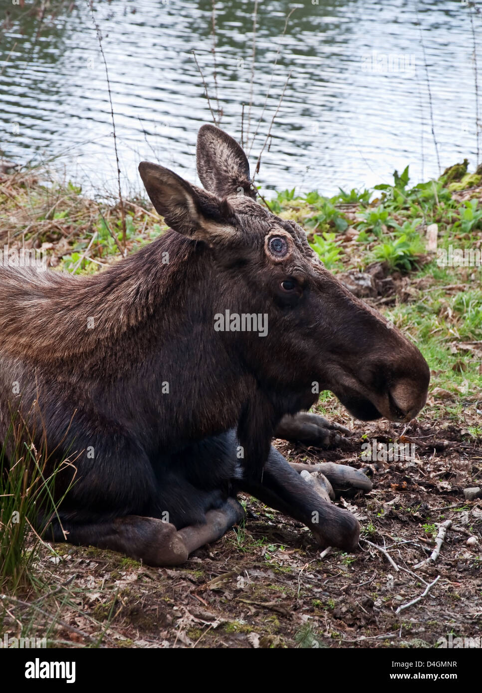 Moose lying down hi-res stock photography and images - Alamy