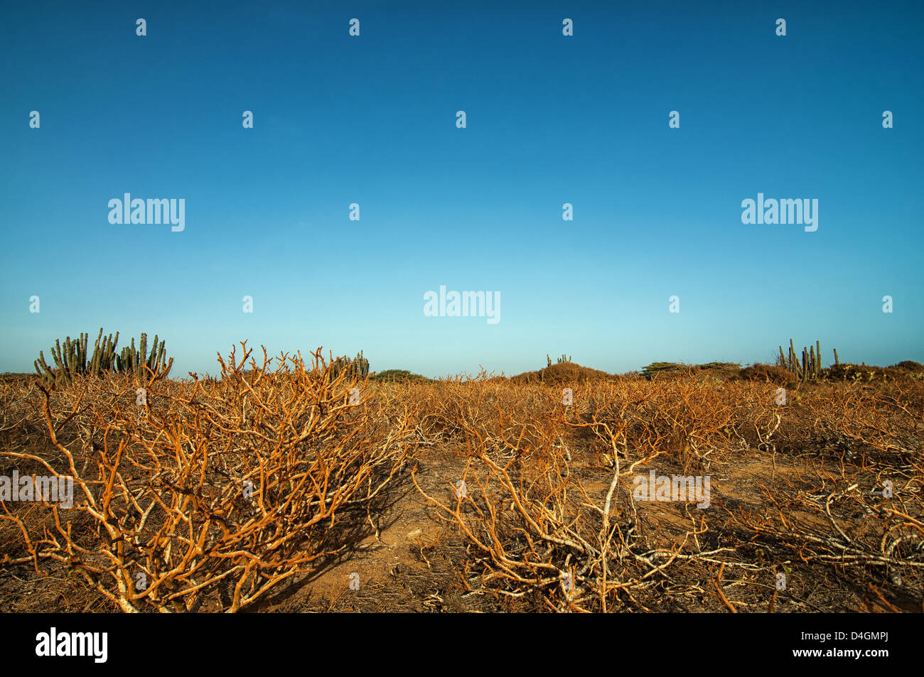 Dry vegetation hi-res stock photography and images - Alamy