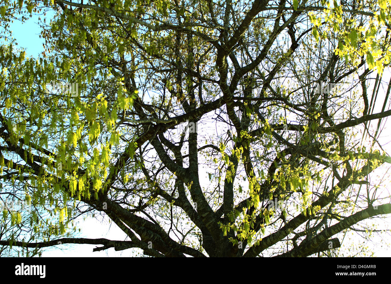 Wheeping tree hi-res stock photography and images - Alamy