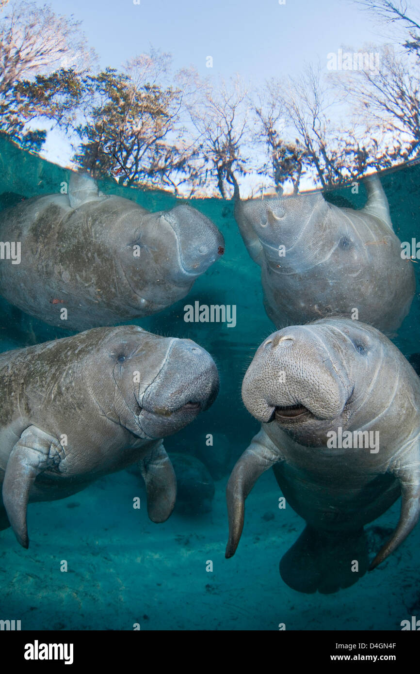 Endangered florida manatee three hi-res stock photography and images ...