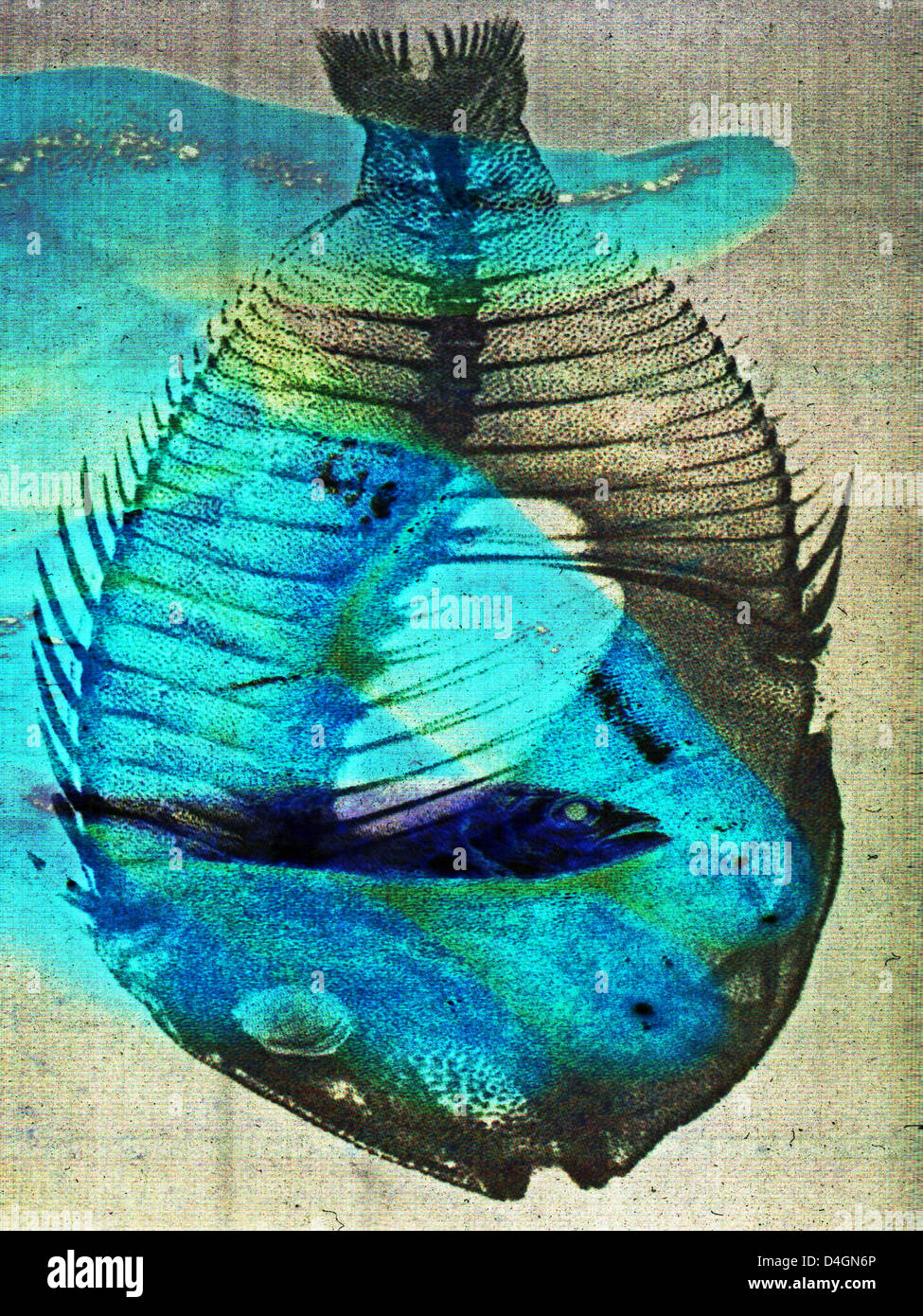 Fish with no bones hi-res stock photography and images - Alamy