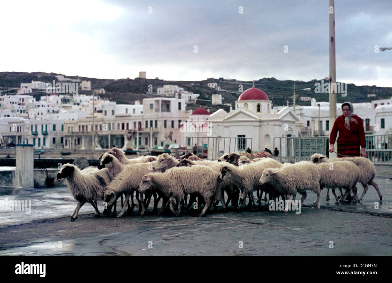 Woman sheep herder hi-res stock photography and images - Alamy