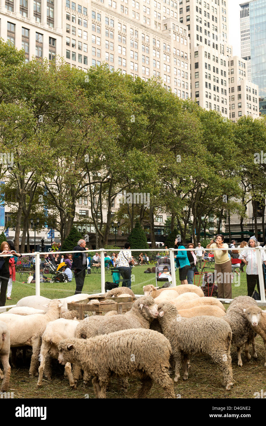 Sheep exhibition hi-res stock photography and images - Alamy