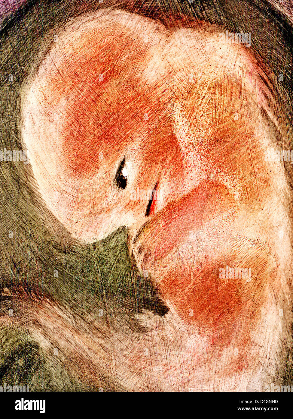 Human Embryo Development High Resolution Stock Photography and Images ...