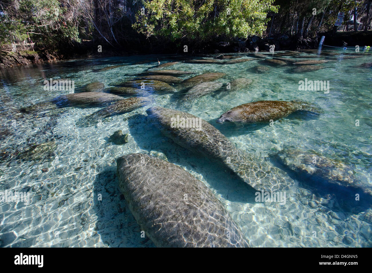 Endangered florida manatee three hi-res stock photography and images ...