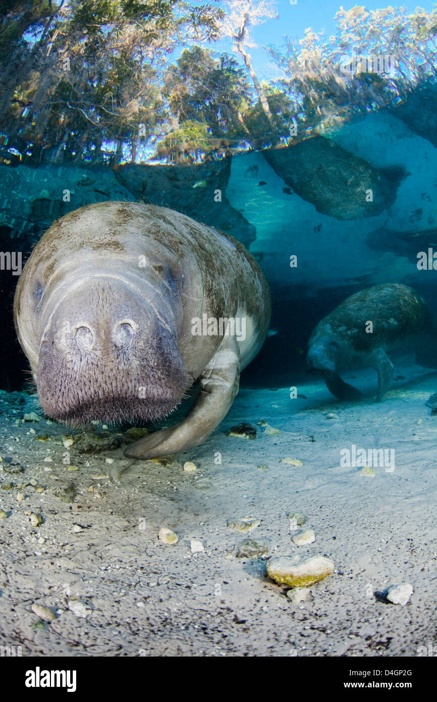 Manatee Bumps Into Glass