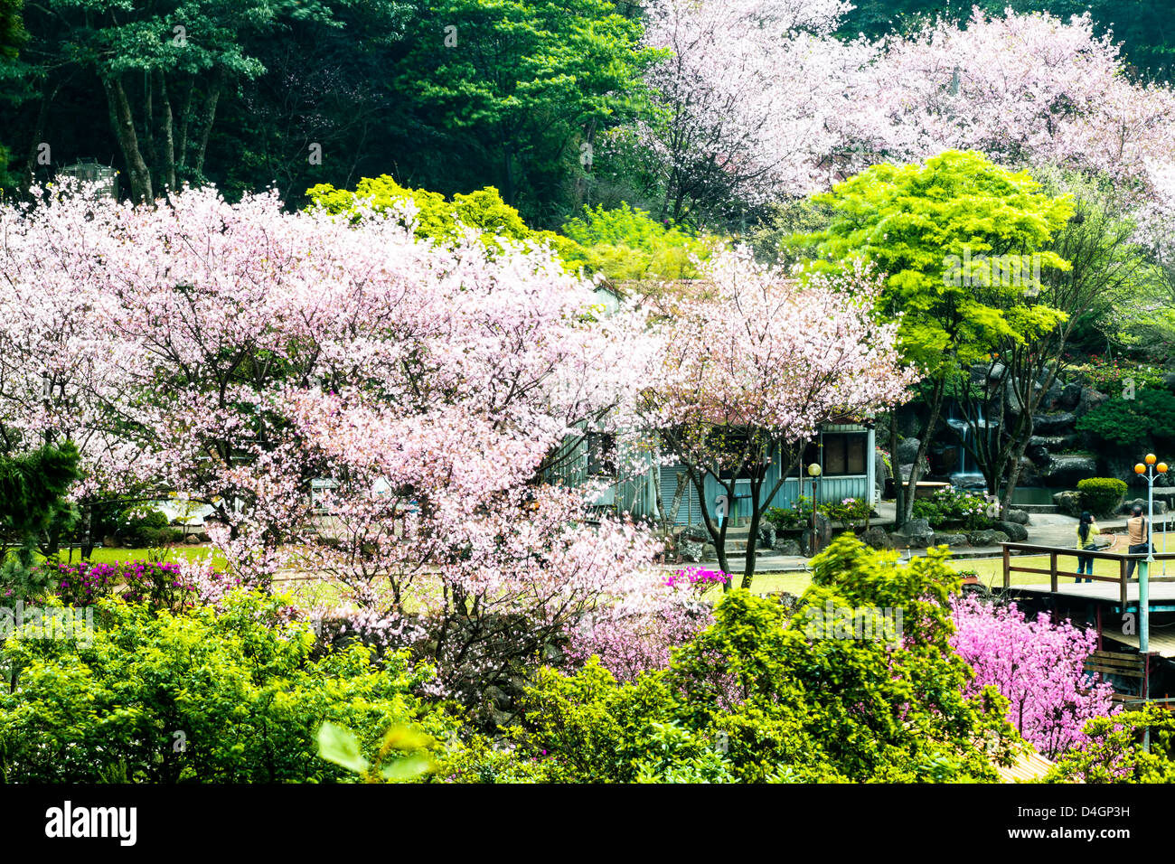 Nice sakura place for adv or others purpose use Stock Photo - Alamy