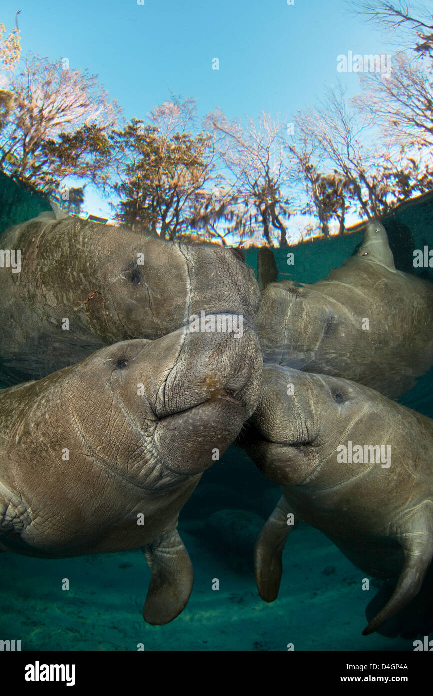 Endangered florida manatee three hi-res stock photography and images ...