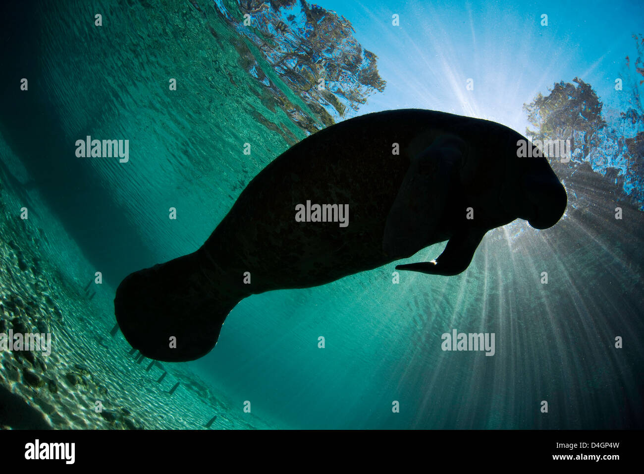 Endangered florida manatee three hi-res stock photography and images ...
