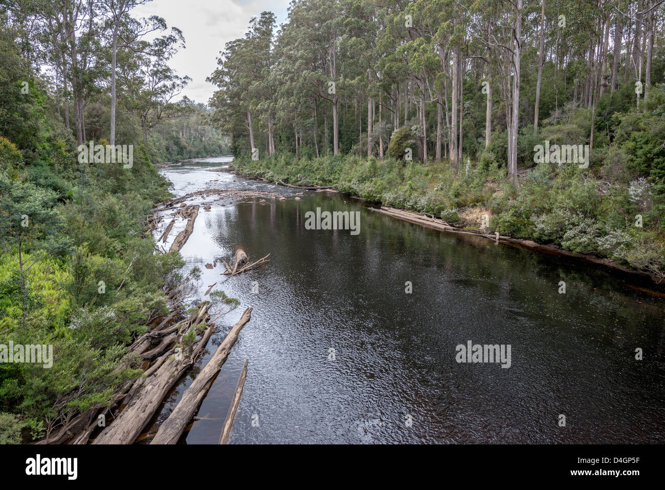 The spectacular Huon river and forest near the Tahune Forest. Geeveston ...