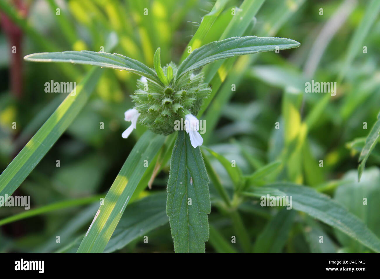 Thumba High Resolution Stock Photography and Images - Alamy