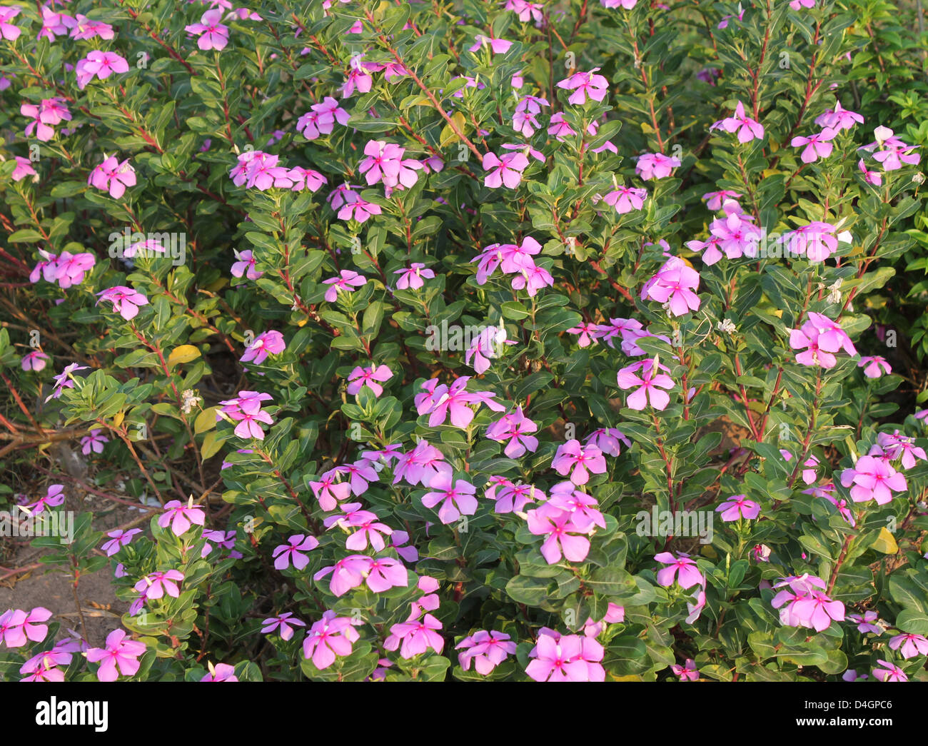 Garden of Catharanthus roseus Stock Photo - Alamy