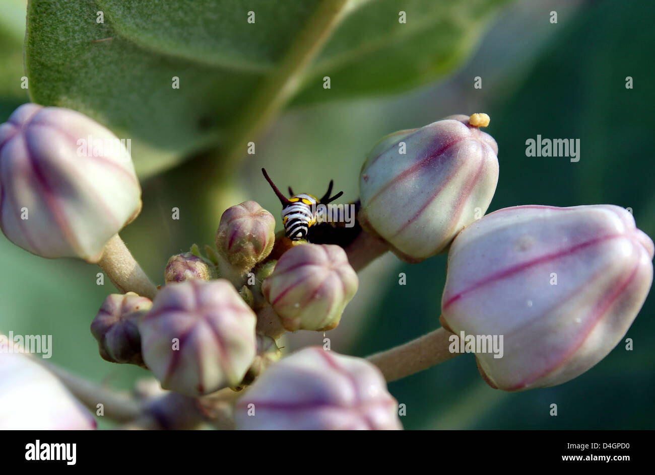 Worm on the flower buds of Calotropis gigantea Stock Photo - Alamy