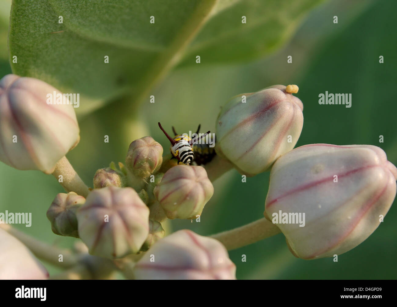 Worm on flower buds of Calotropis gigantea Stock Photo - Alamy