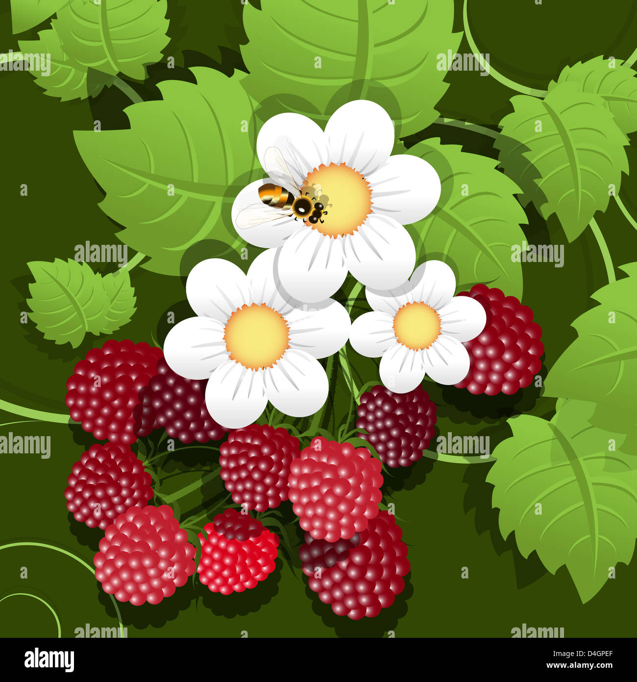 illustration, red raspberry, white flower and bee Stock Photo - Alamy