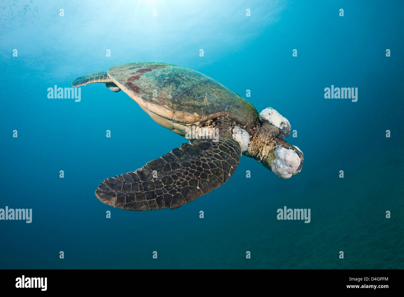 This green sea turtle, Chelonia mydas, has large fibropapilloma tumors ...