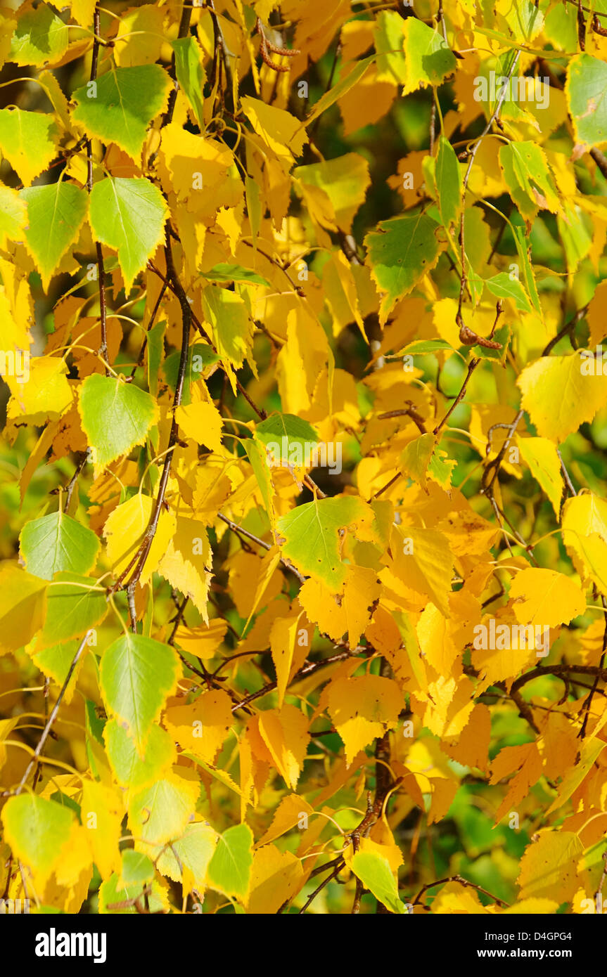 Birch Tree Leaves In Fall
