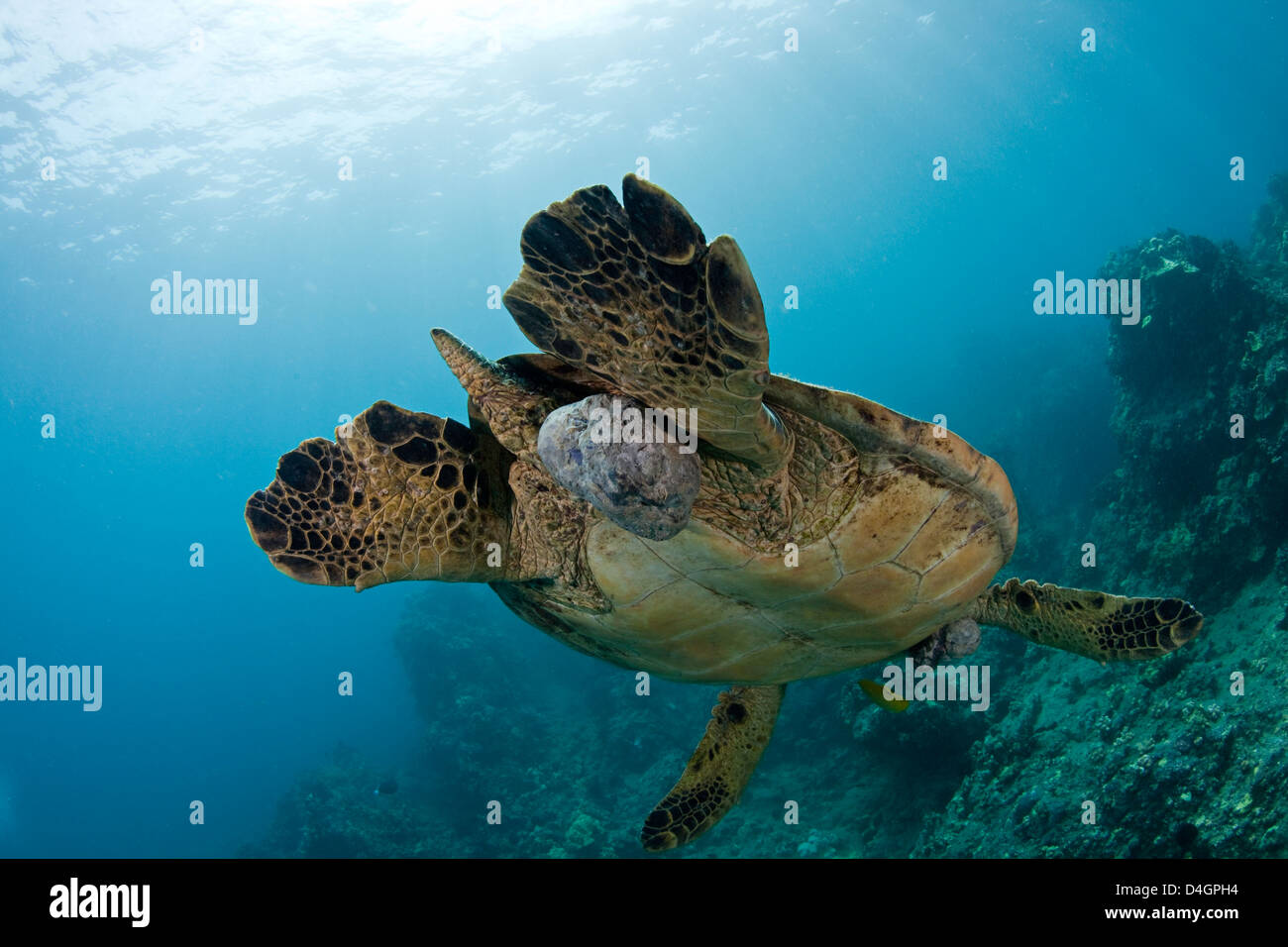 This green sea turtle, Chelonia mydas, has large fibropapilloma tumors ...