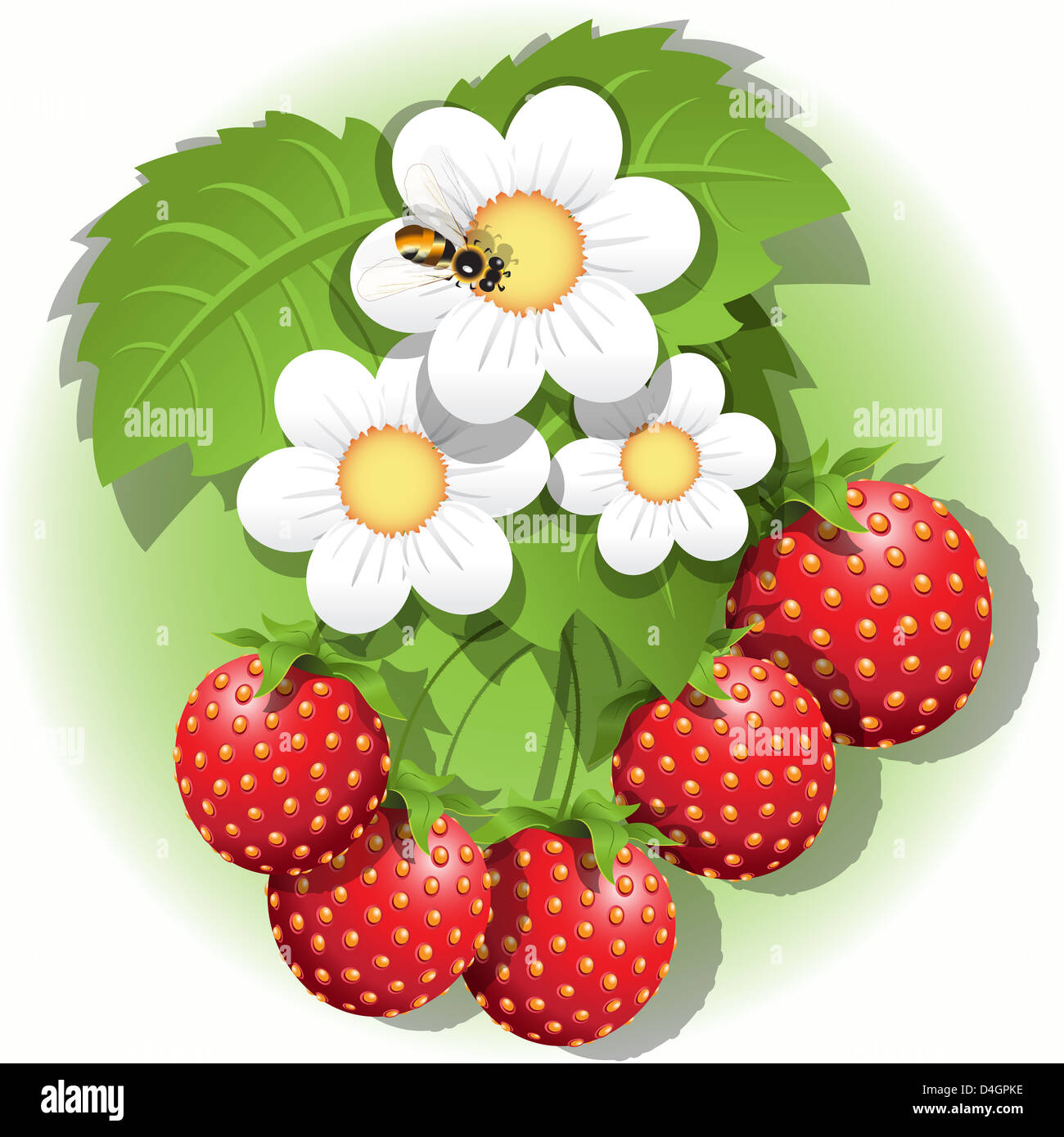 illustration, red strawberry, white flower and bee Stock Photo - Alamy