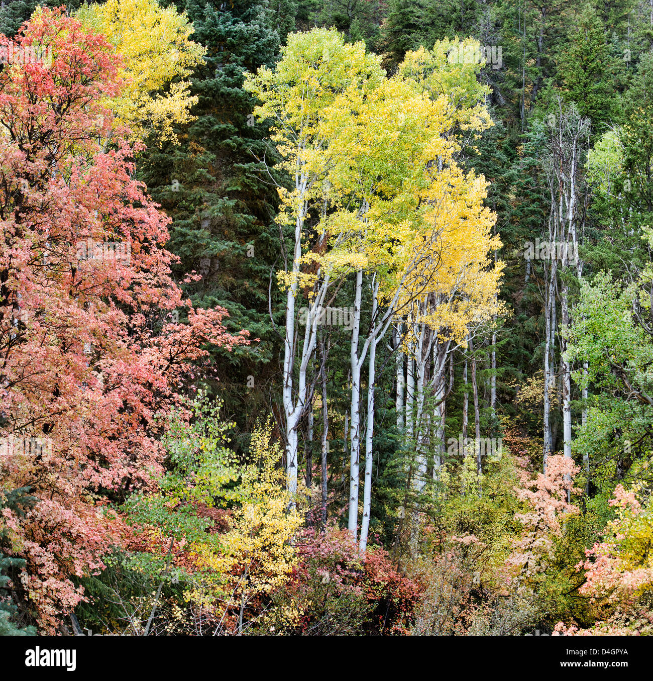 Autumn fall colors forest trees Panorama Stock Photo - Alamy