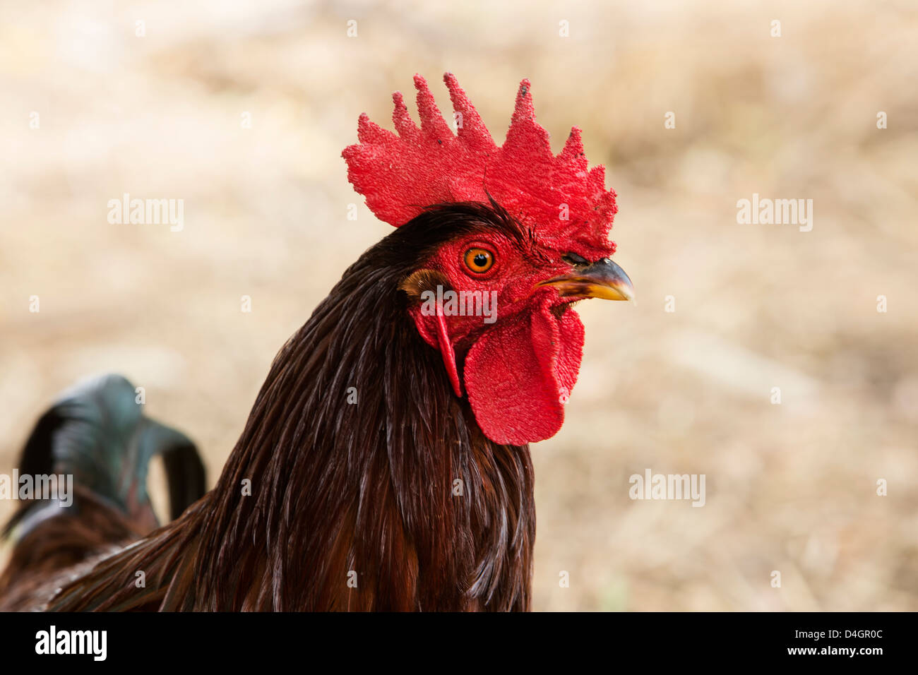 Chicken Rooster Rhode Island Red Stock Photo - Alamy