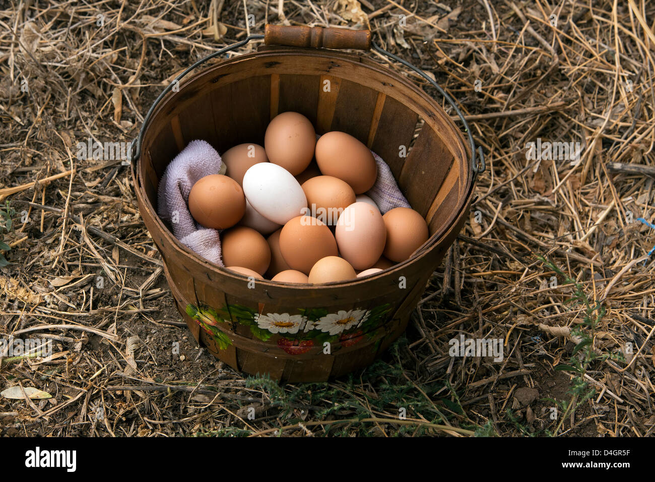 Free range chicken nest hi-res stock photography and images - Alamy