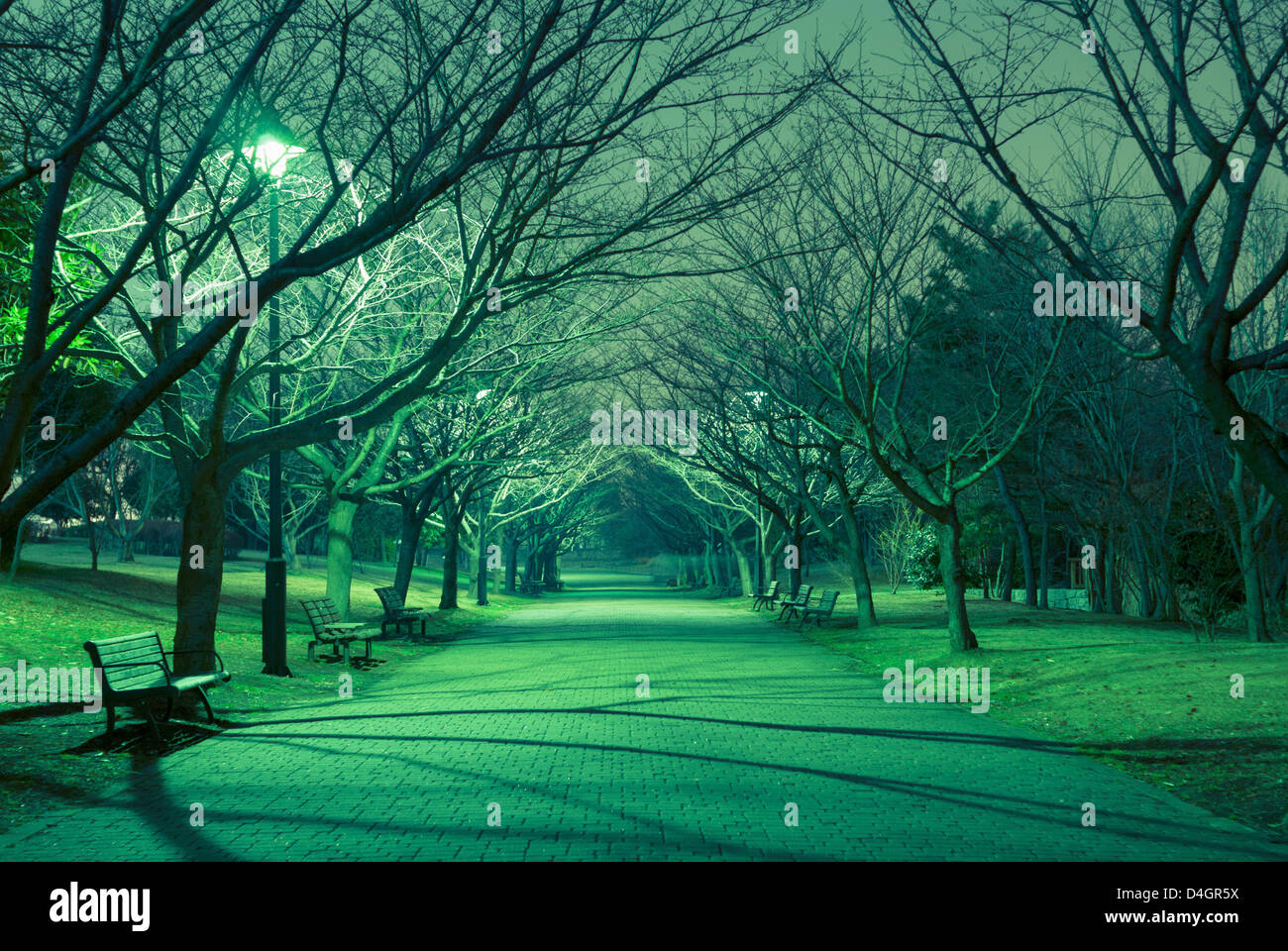 bare trees alley in Japanese park with straight pathway and mystical ...