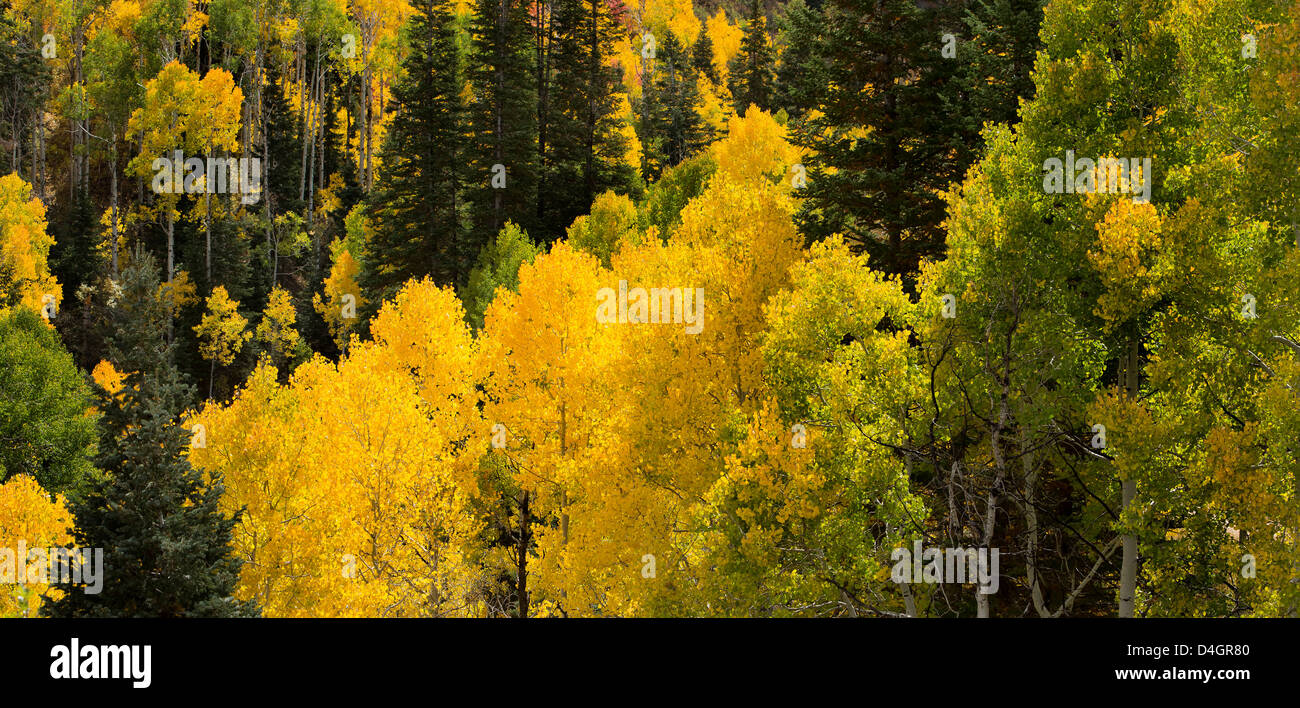 Golden aspen hi-res stock photography and images - Alamy
