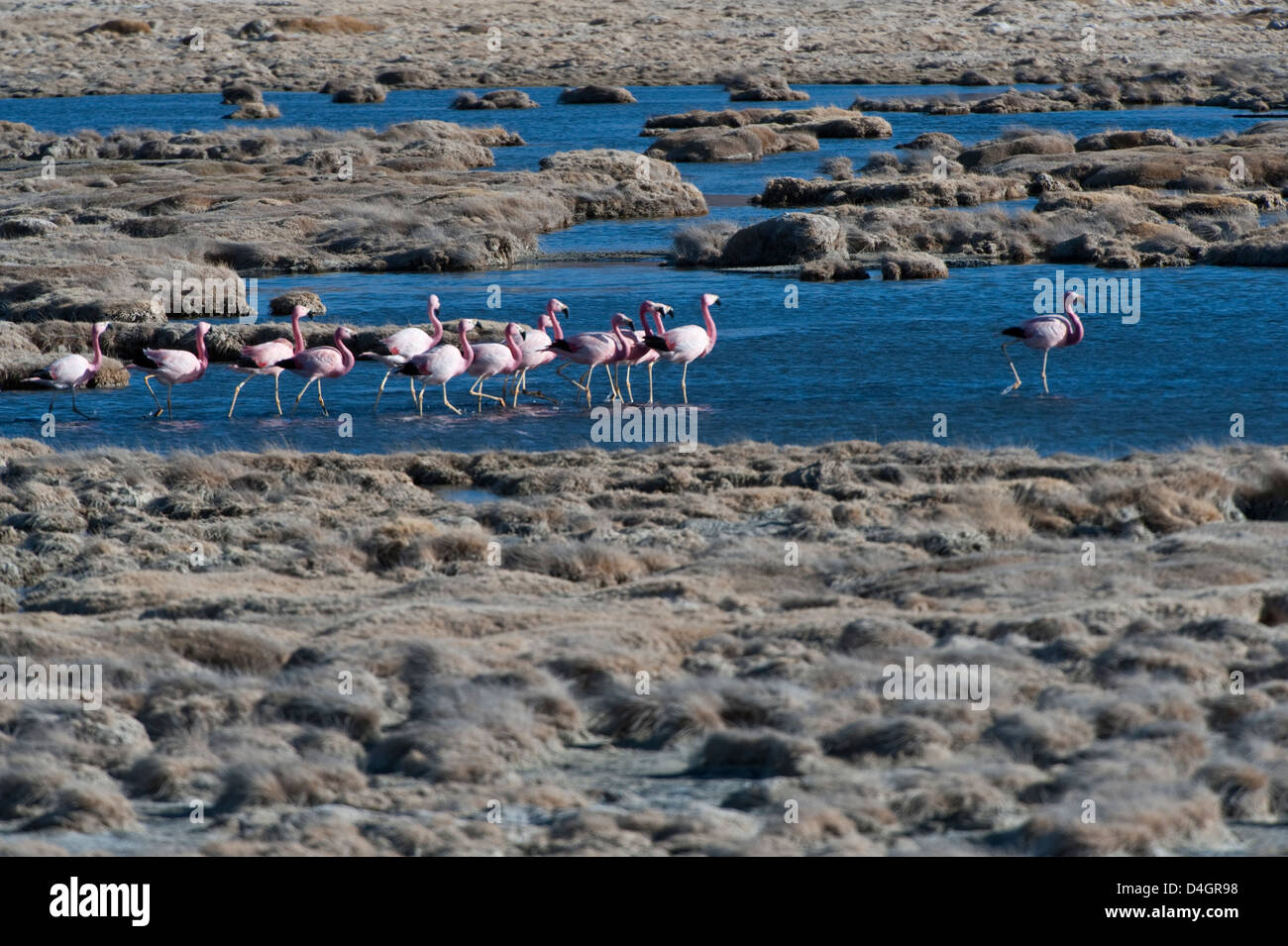 The Andean Flamingos (Phoenicopterus andinus) in their habitat early ...