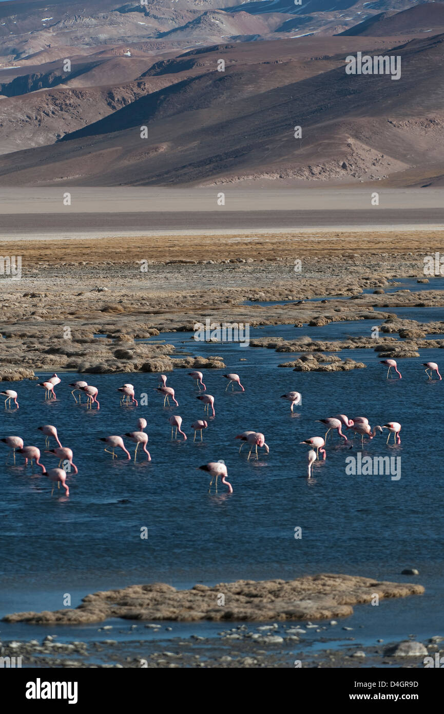 The Andean Flamingos (Phoenicopterus andinus) in their habitat early ...