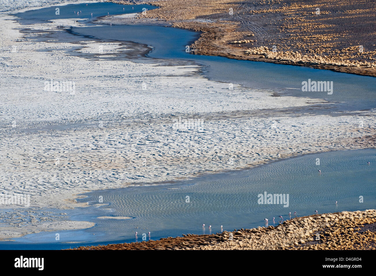 Andean flamingo phoenicopterus andinus feeding hi-res stock photography ...