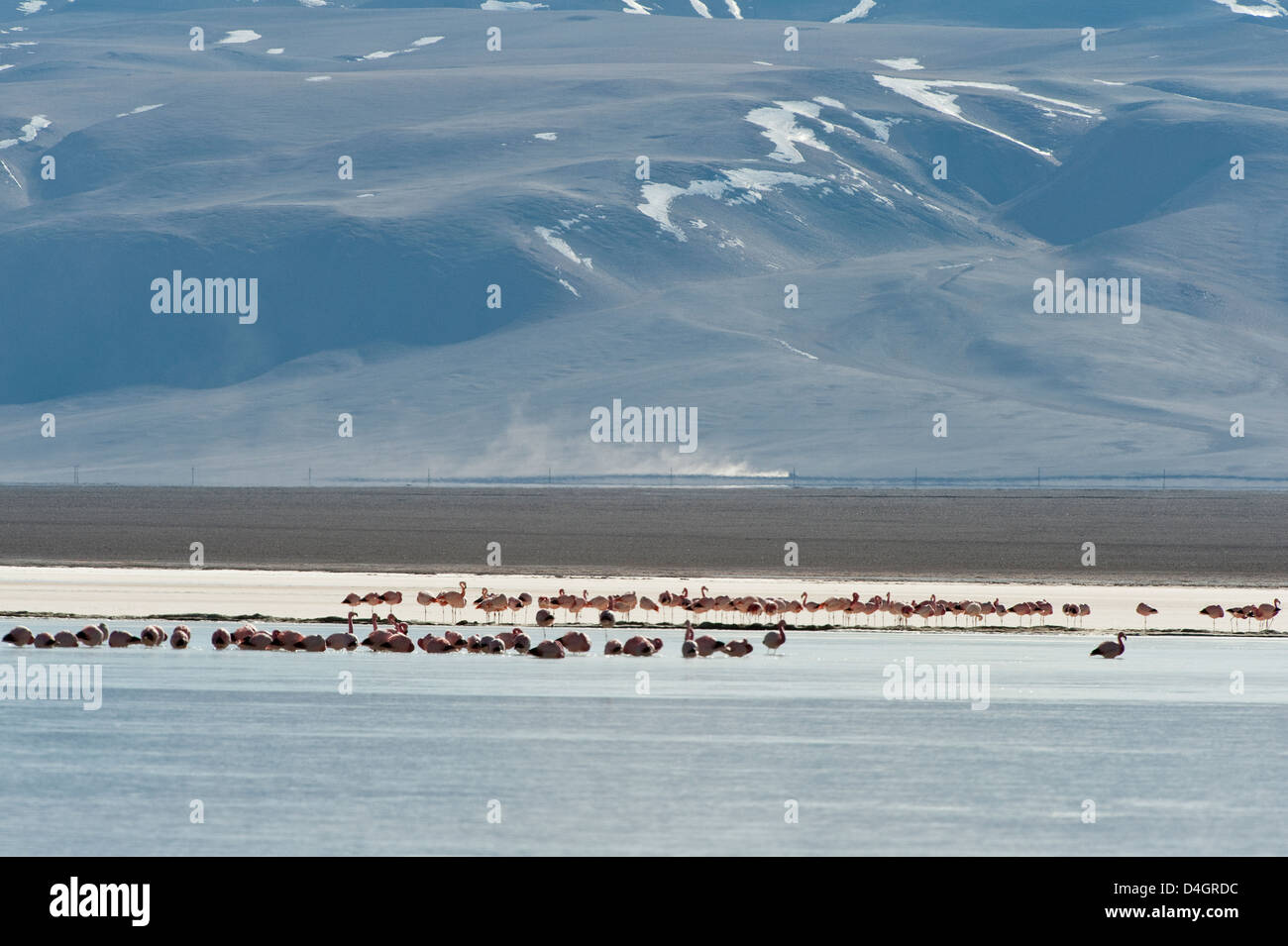 The Andean Flamingos (Phoenicopterus andinus) in their habitat early ...