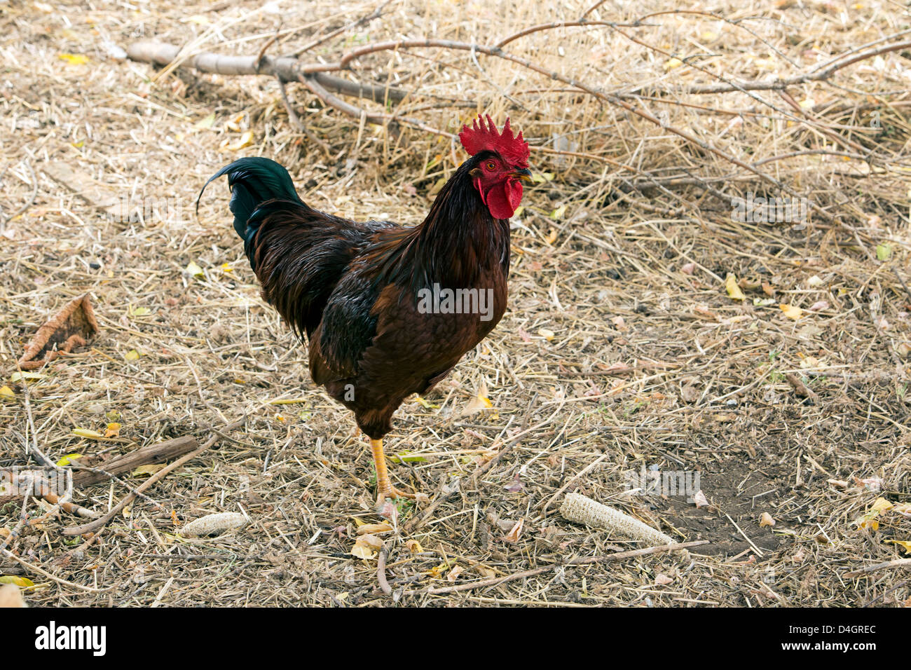 Rooster chicken Rhode Island Red 3271.jpg Stock Photo - Alamy