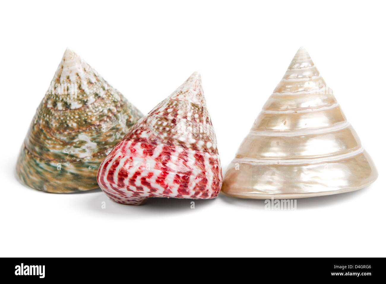 colorful sea shells isolated on white background Stock Photo - Alamy