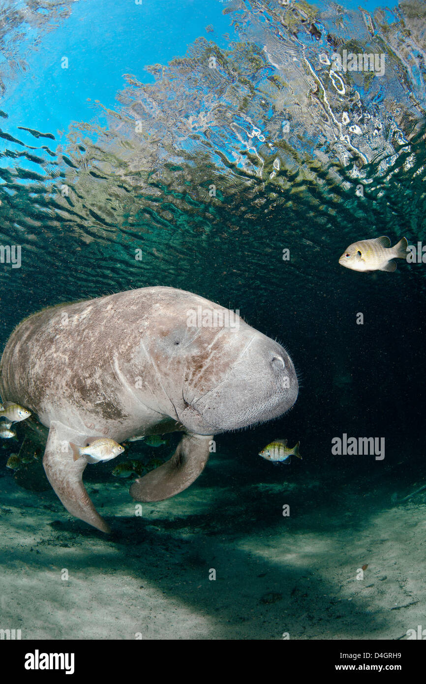 Endangered florida manatee three hi-res stock photography and images ...