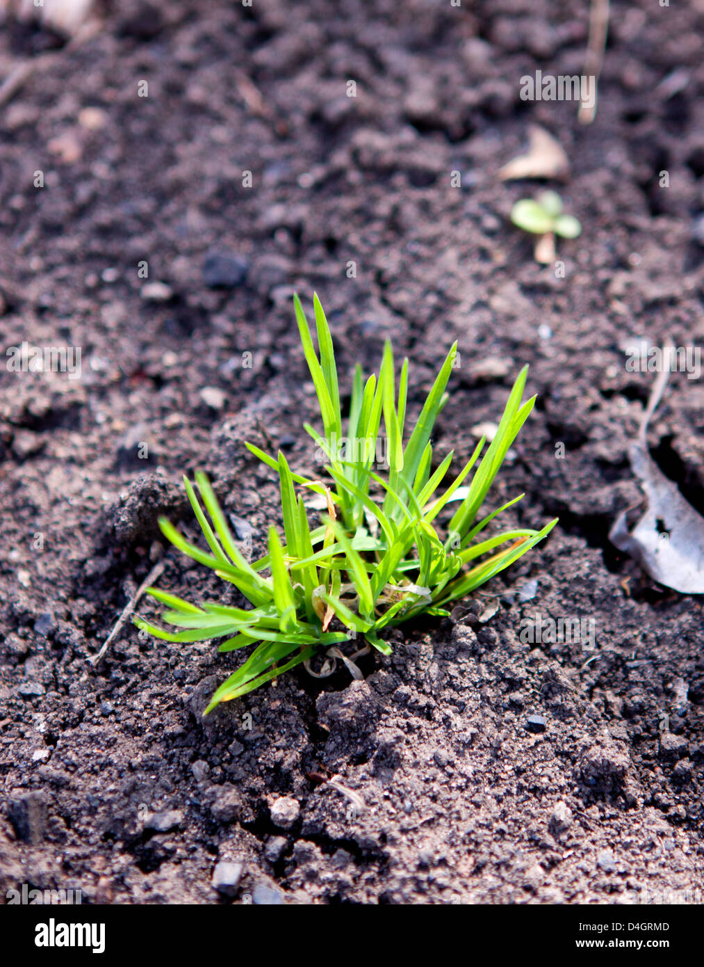 green grass with earth crosscut Stock Photo - Alamy