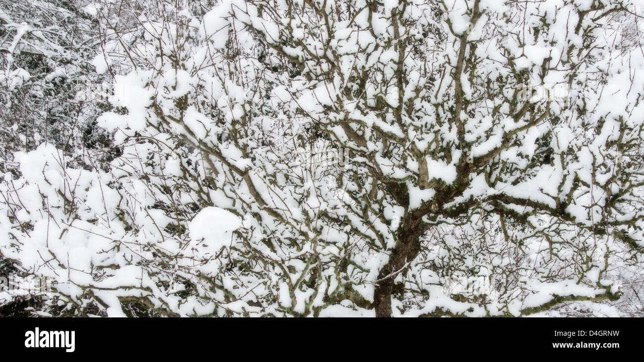 Tree covered in snow Stock Photo - Alamy