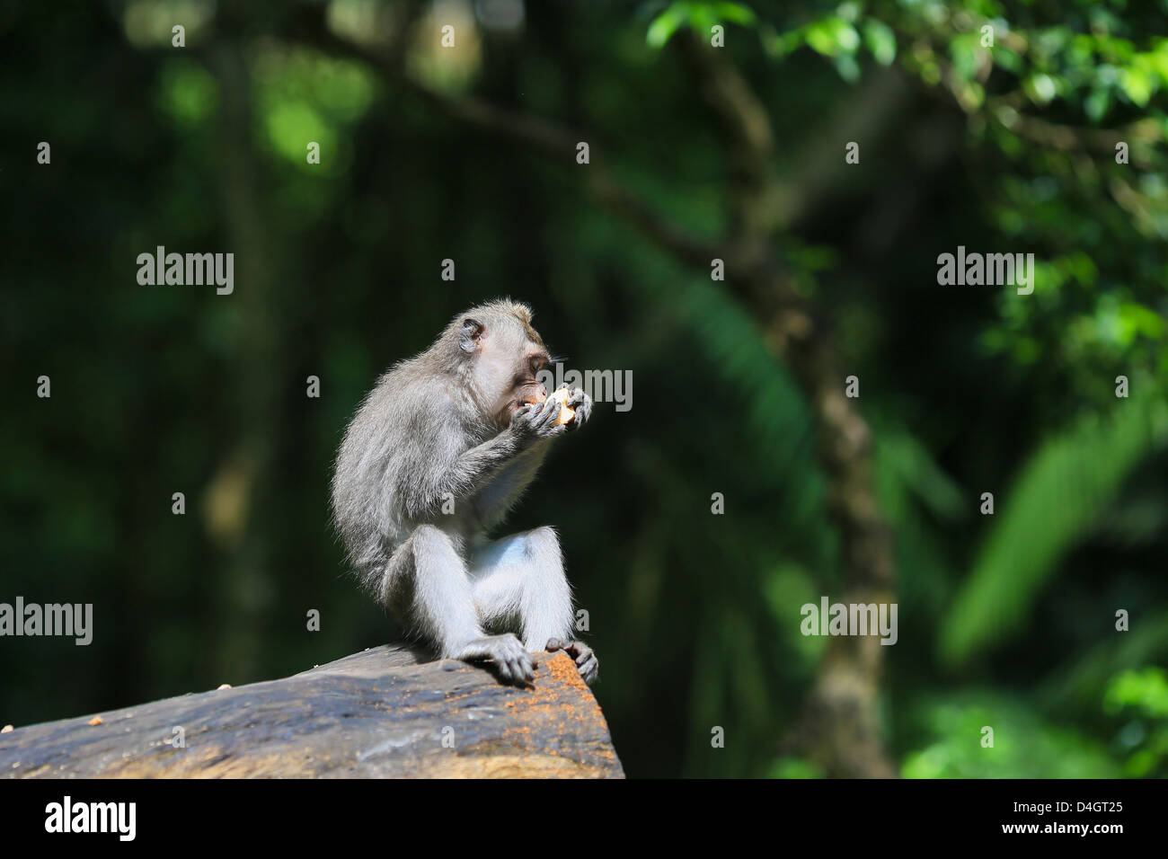 Crab-eating macaque eating a fruit in Ubud Monkey forest sanctuary in ...