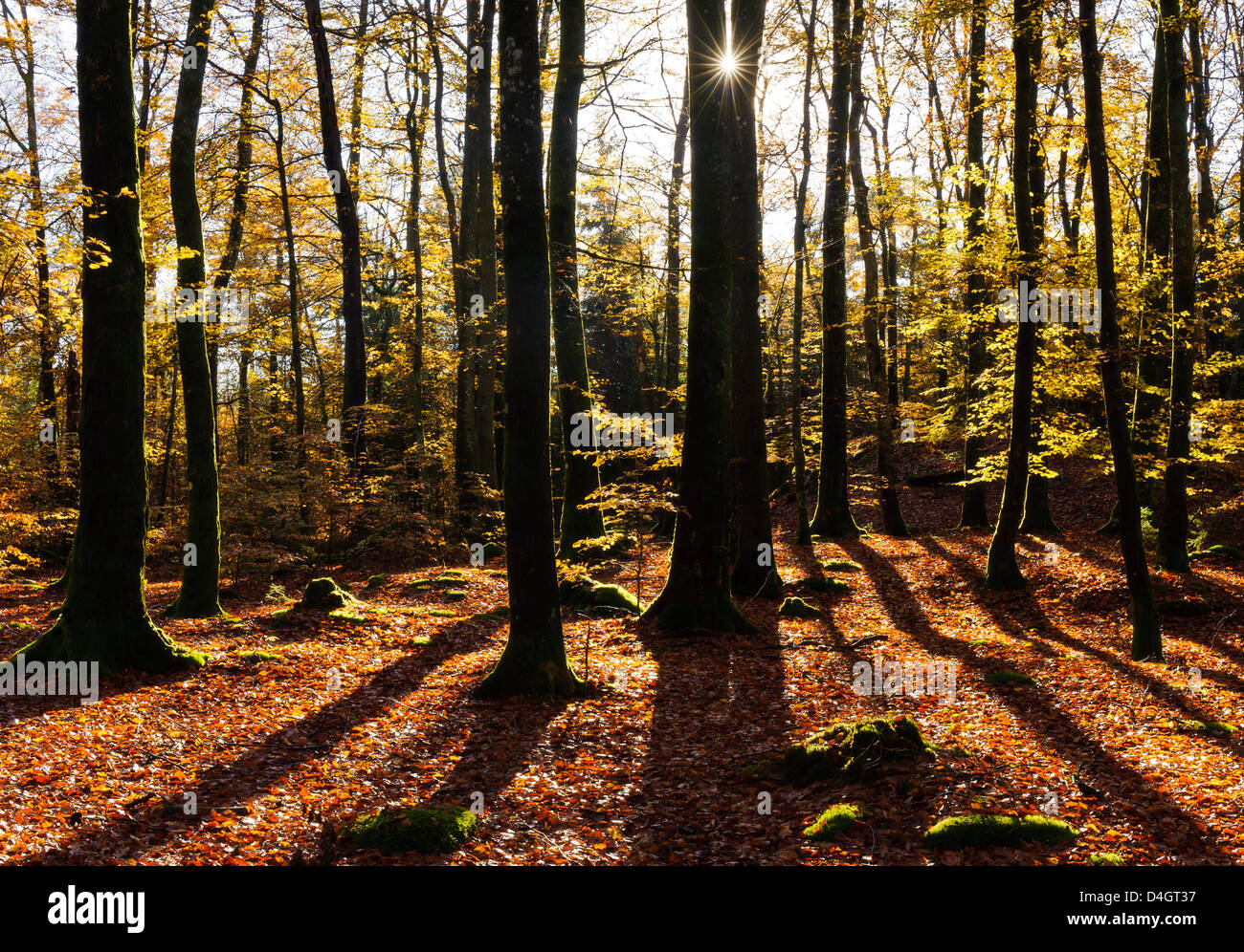 Sunlit forest, Sweden, Europe Stock Photo - Alamy