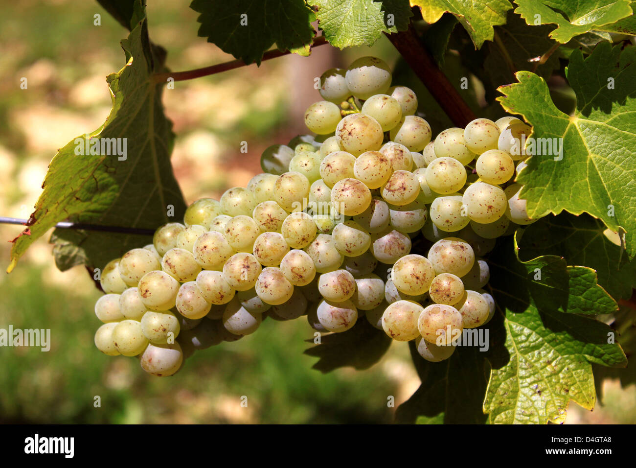 Red grapes before harvest hi-res stock photography and images - Alamy
