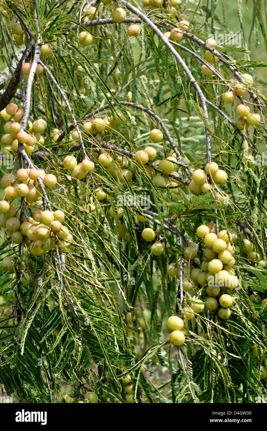 Indian gooseberry (aamla) tree at Itrasi town in Madhya Pradesh state ...