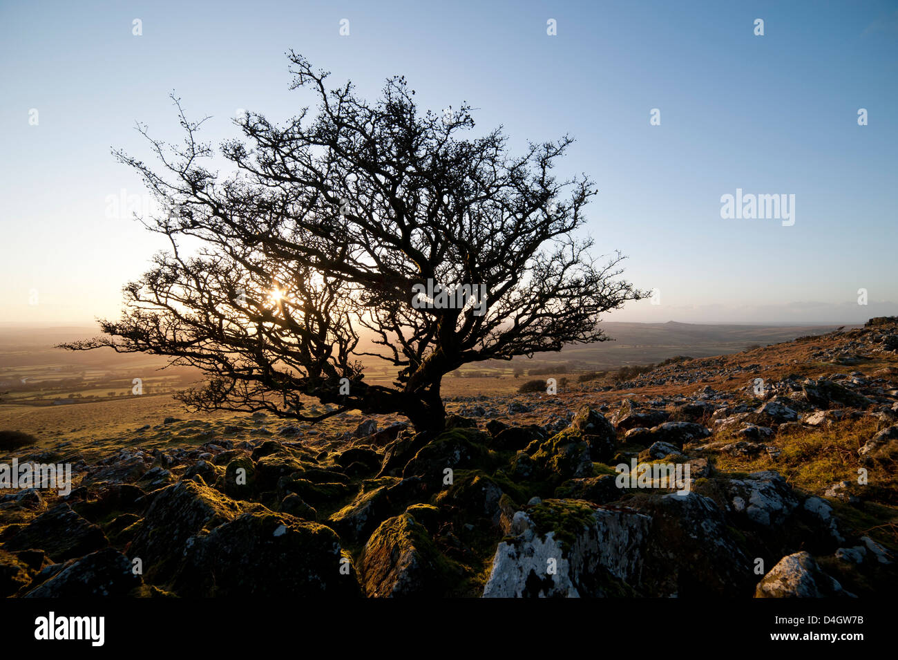 Stunted tree on Dartmoor, Devon, England, UK Stock Photo - Alamy