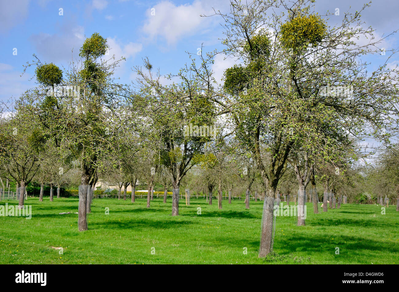 A Somerset cider orchard with apple trees and mistletoe Stock Photo - Alamy