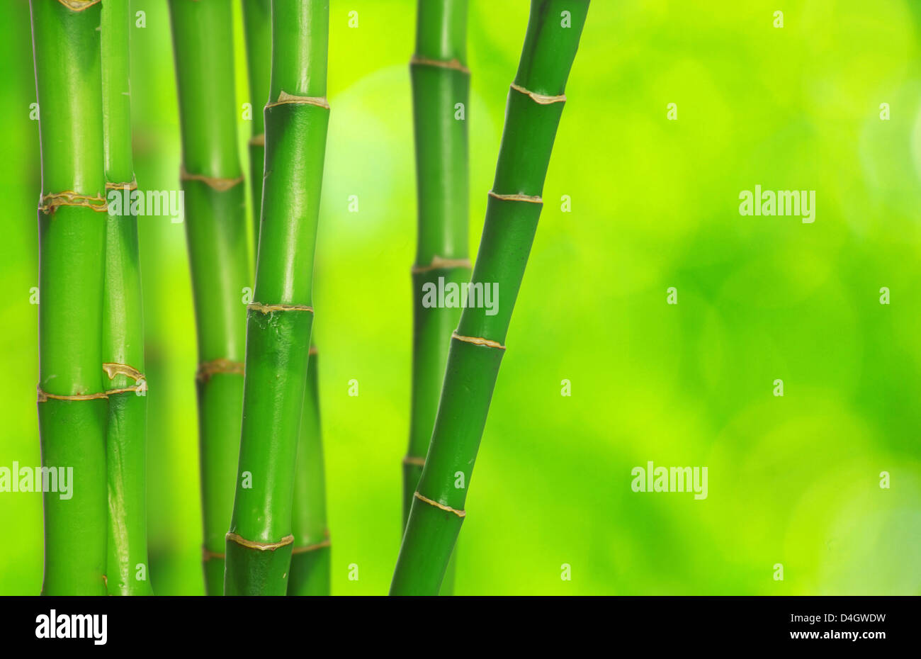 green bamboo isolated on a green background Stock Photo - Alamy