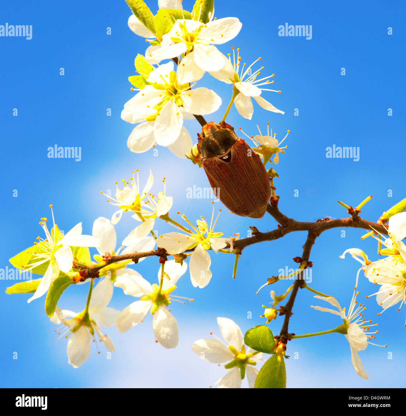 brown beetle on branch blooming fruit tree. Close up Stock Photo - Alamy