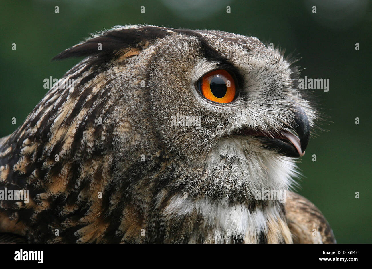 An Eurasian Eagle-owl is pictured at the animal park in Sababurg ...